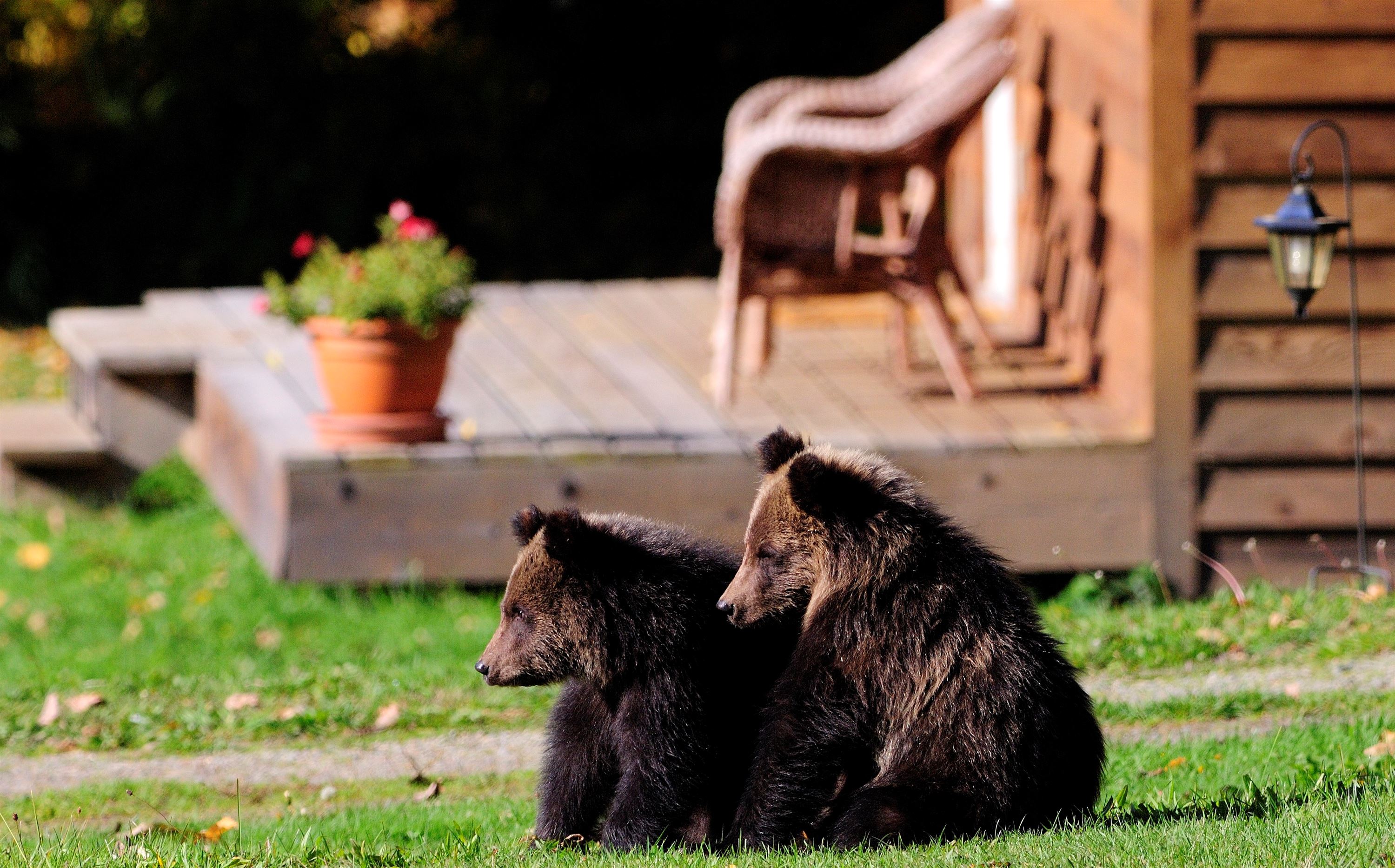 Destinations | Canadian Grizzly Bear Adventure.