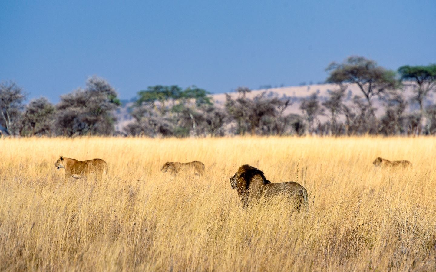Destinations | Spectacular Serengeti Tanzania Safari